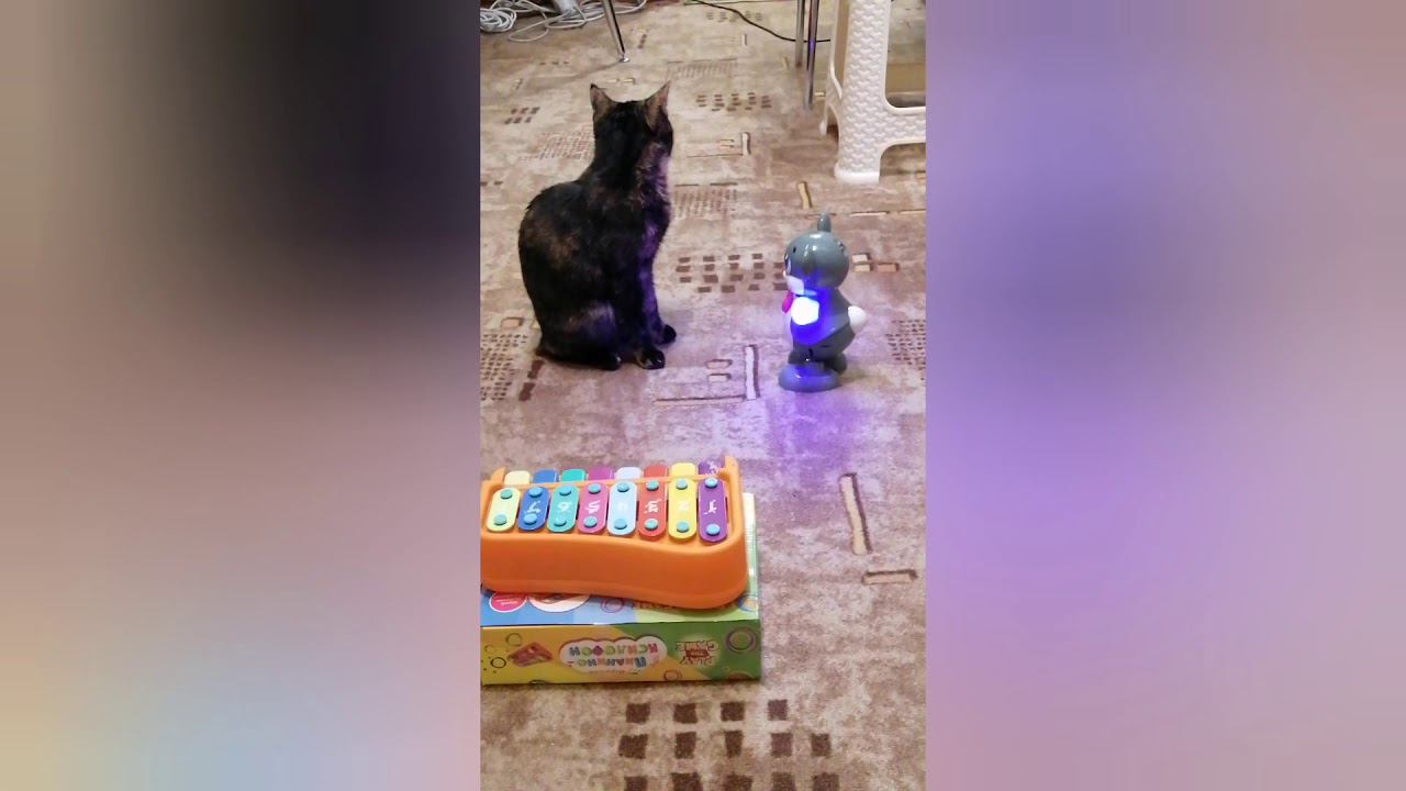 Муркины развлечения.