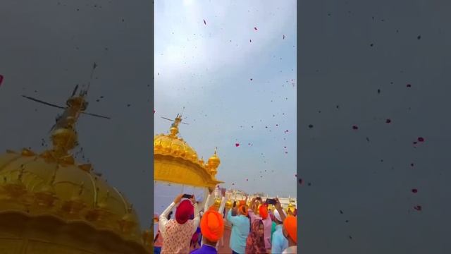В честь Дня рождения Гуру Рам Дас в Золотом Храме Амритсар разбрасывали лепестки роз #йогатур