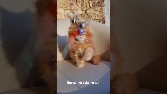 Dacota Mos Lakshestar котенок мейн кун 2 месяца 7 дней.