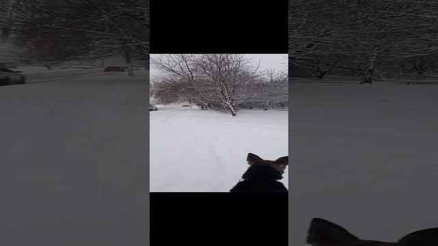 ❗Снег кружится, летает и не таит❗ #shortsvideo #video #shortvideo #short #зима #снег #nature #shorts