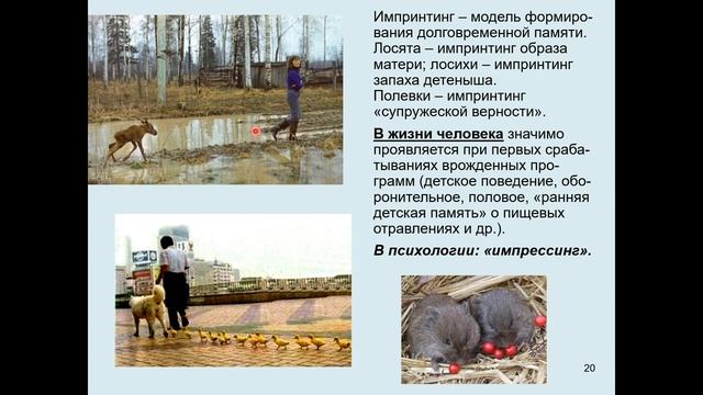 6. Дубынин В. А. - Мозг_ как он устроен и работает - Лекция 6.mp4