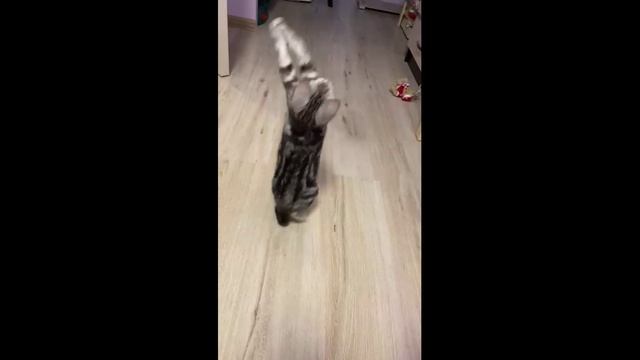 Играем с перышками