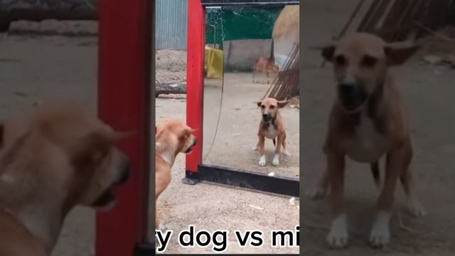 Angry dog vs mirror #mirrorillusion #funny #mirrorprank #animals #angrypuppy #opticalillusion #angr