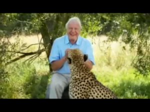 David Attenborough's Natural Curiosities