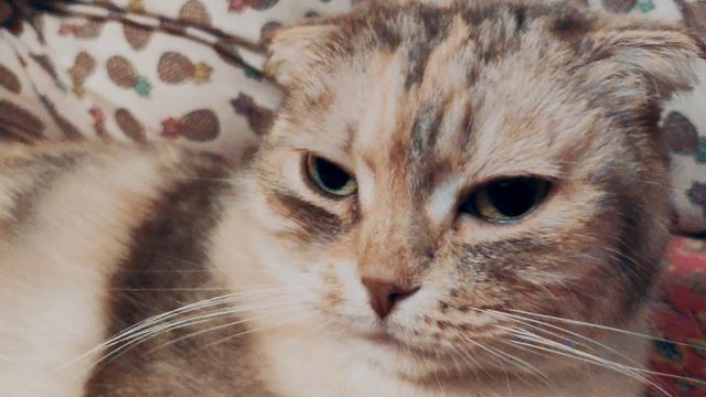 VID_20230201_205817