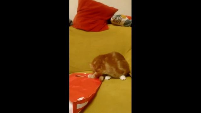 Патрик  20210317