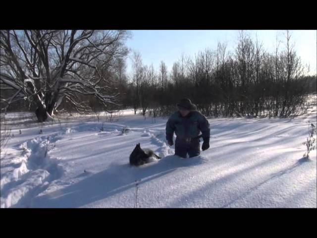 Питомник немецких овчарок с Красных Прудов / Щенки