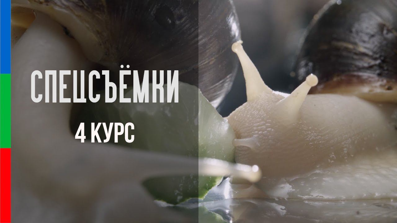 Макросъемка | Космические коровы