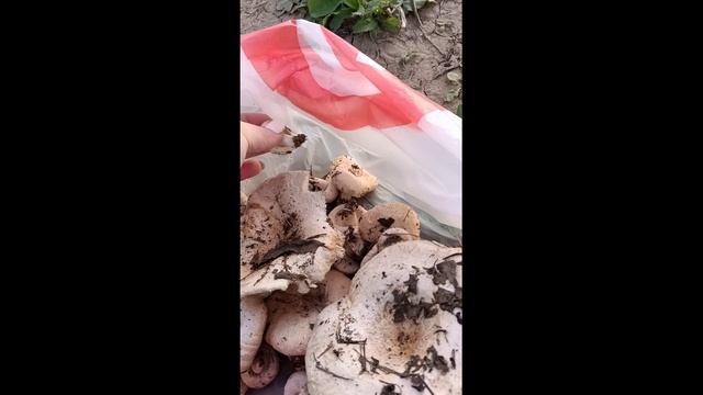 Сарай своими руками. Грибы растут прямо на участке.mp4