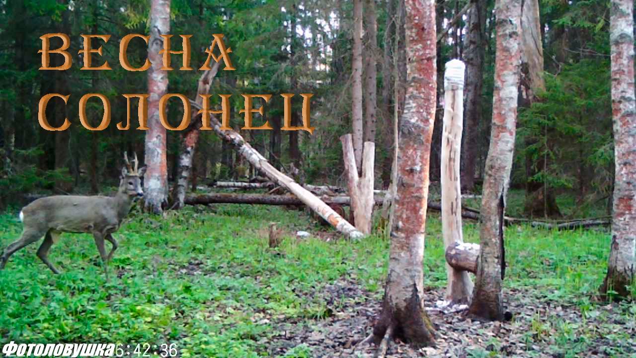 Кадры с фотоловушки март - апрель 2023. Жизнь в лесу.