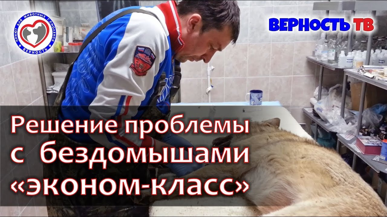 Решение проблемы с бездомышами «эконом-класс». Помощь Животным  и Спасение животных