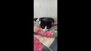 Кошечка Мышка немного обнадеживает волонтера, а ее братик Жулик всё в той же поре