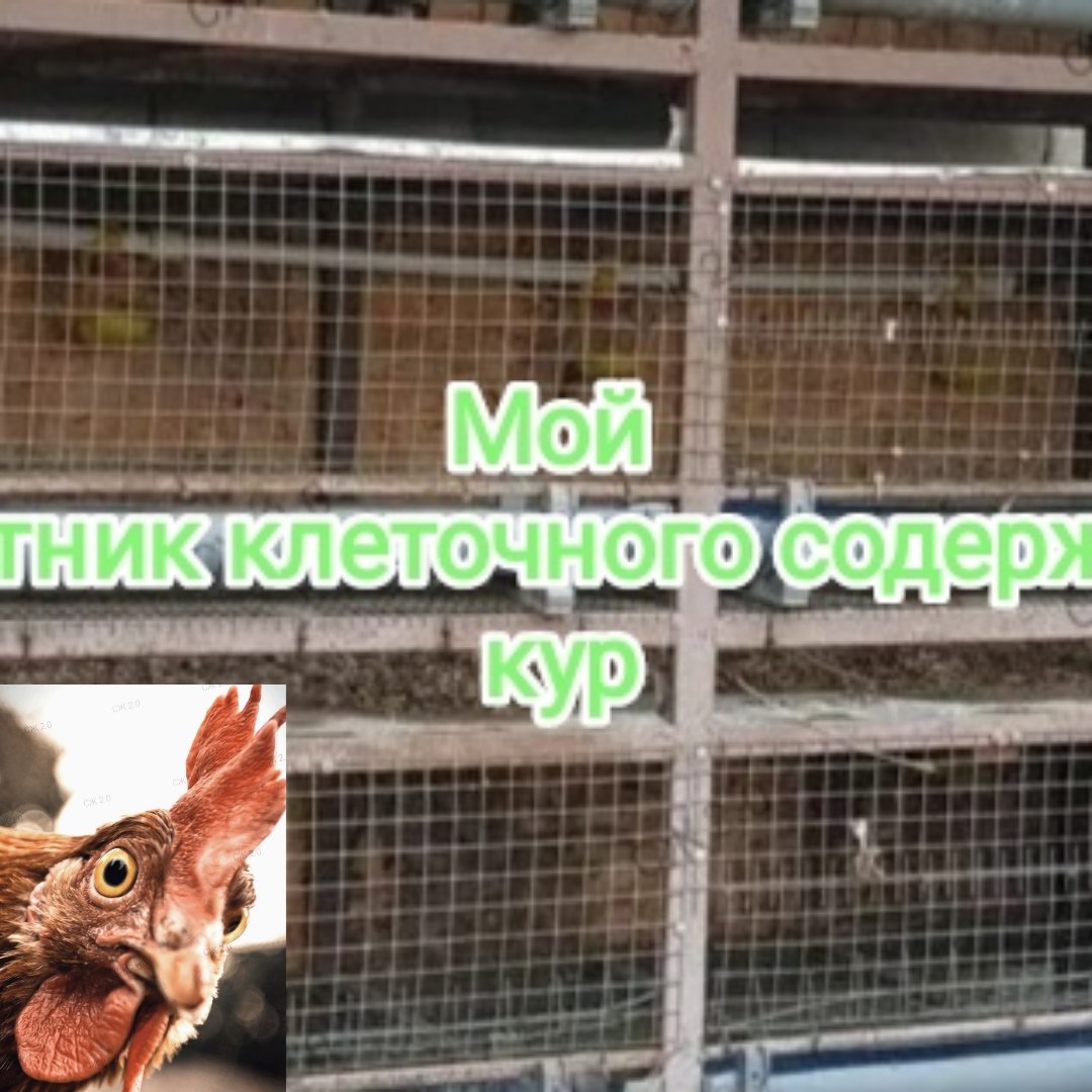 Мой курятник клеточного содержания кур