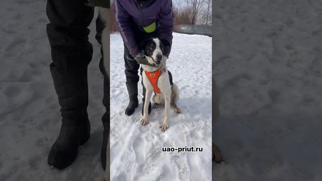 #ПриютЮАО_Бонита #ищетдом #возьмиизприюта