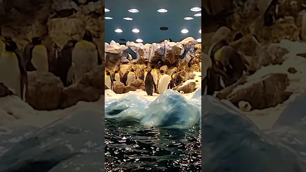 Penguins shorts #shorts