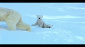 Белые медведи. Шпионы на льду (Polar Bear - Spy on the Ice)