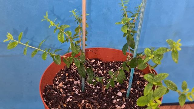 Мирцеевгения 5