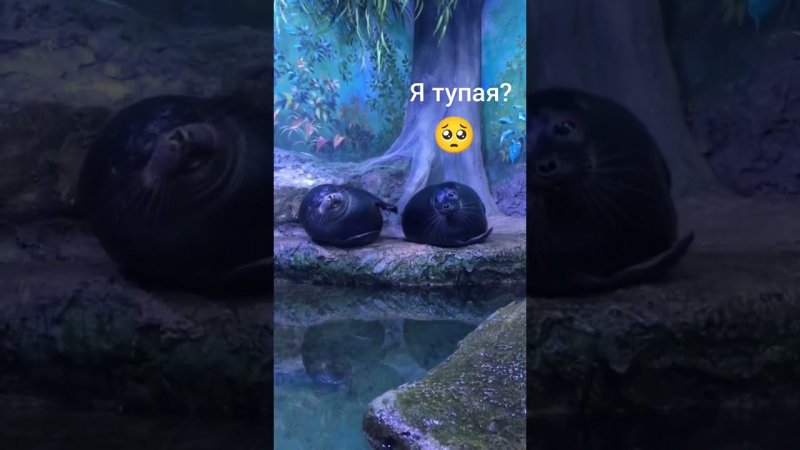 Когда опять не сдала на права  #автошкола #автоинструктор #урокивождения #экзаменгибдд #пдд #права