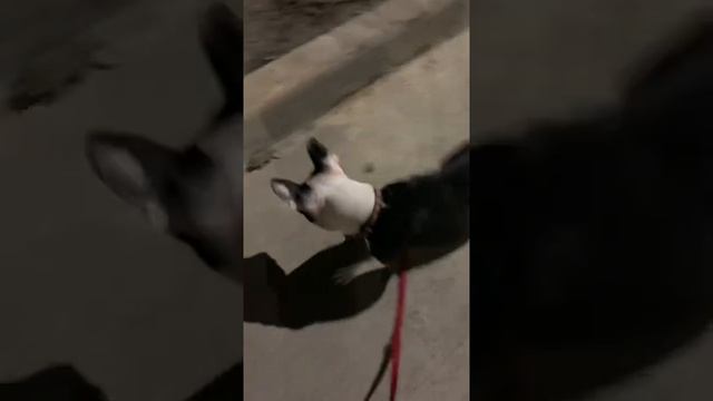 Неожиданная встреча со странными существами на вечерней прогулке??#shorts #bostonterrier #boston