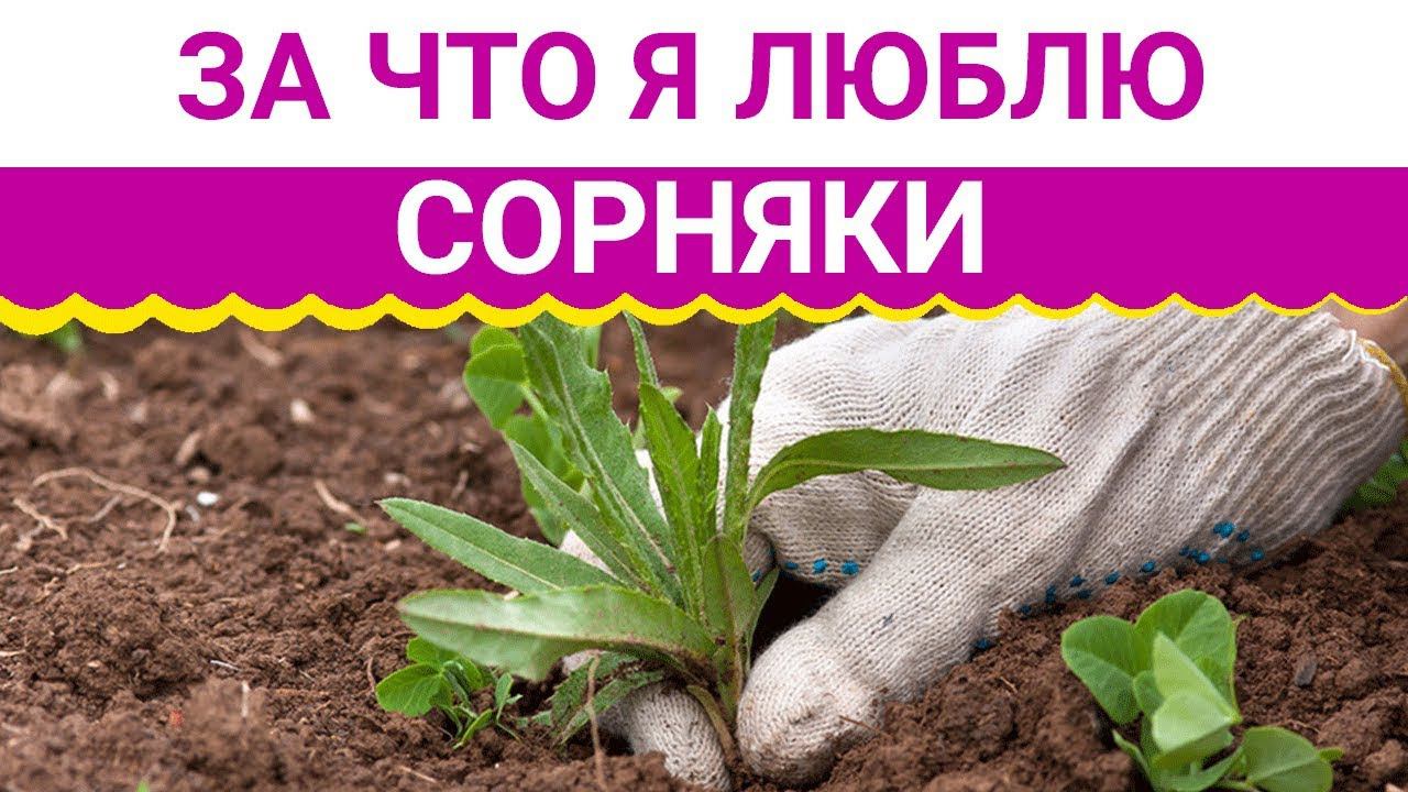 ЗА ЧТО Я ЛЮБЛЮ СОРНЯКИ