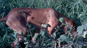 hungarian vizsla hunting