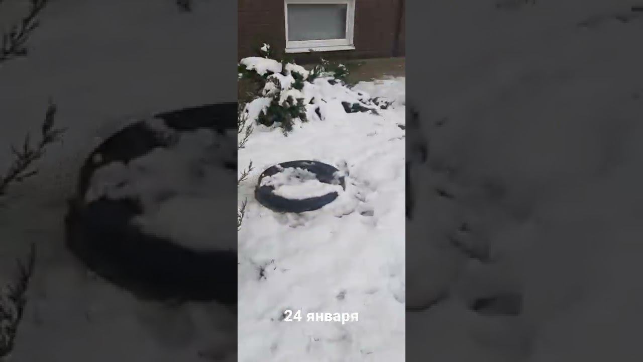 Хвойники в снегу