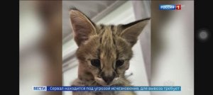 Телеканал «Россия 1», программа «Вести. Москва», 09.11.2023