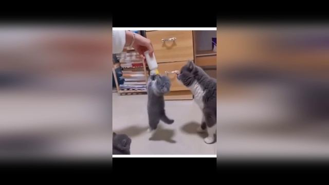 Самые смешные животные / Приколы с котами и собаками 2022