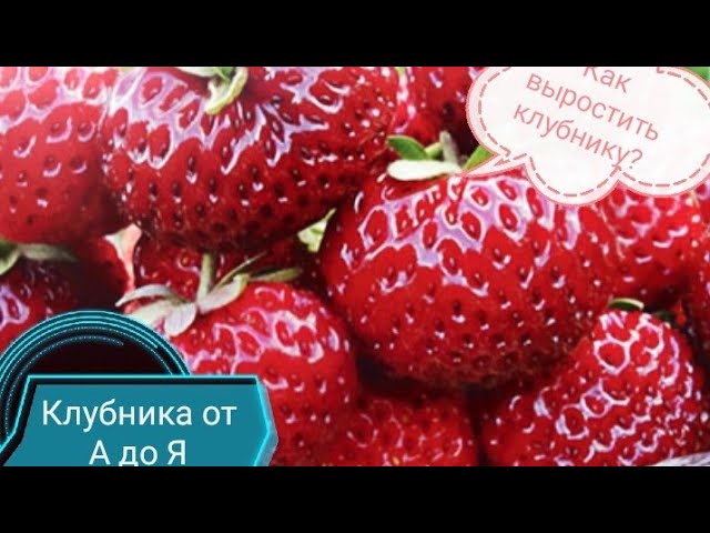 Как вырастить клубнику от А до Я у себя в огороде