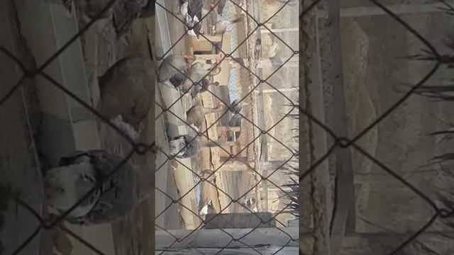 Гуси порода серая крупная мое хоз. МУСА.