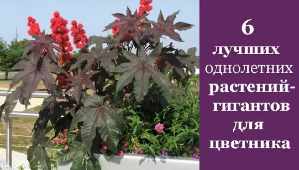 ❀ 6 лучших однолетних растений-гигантов для цветника