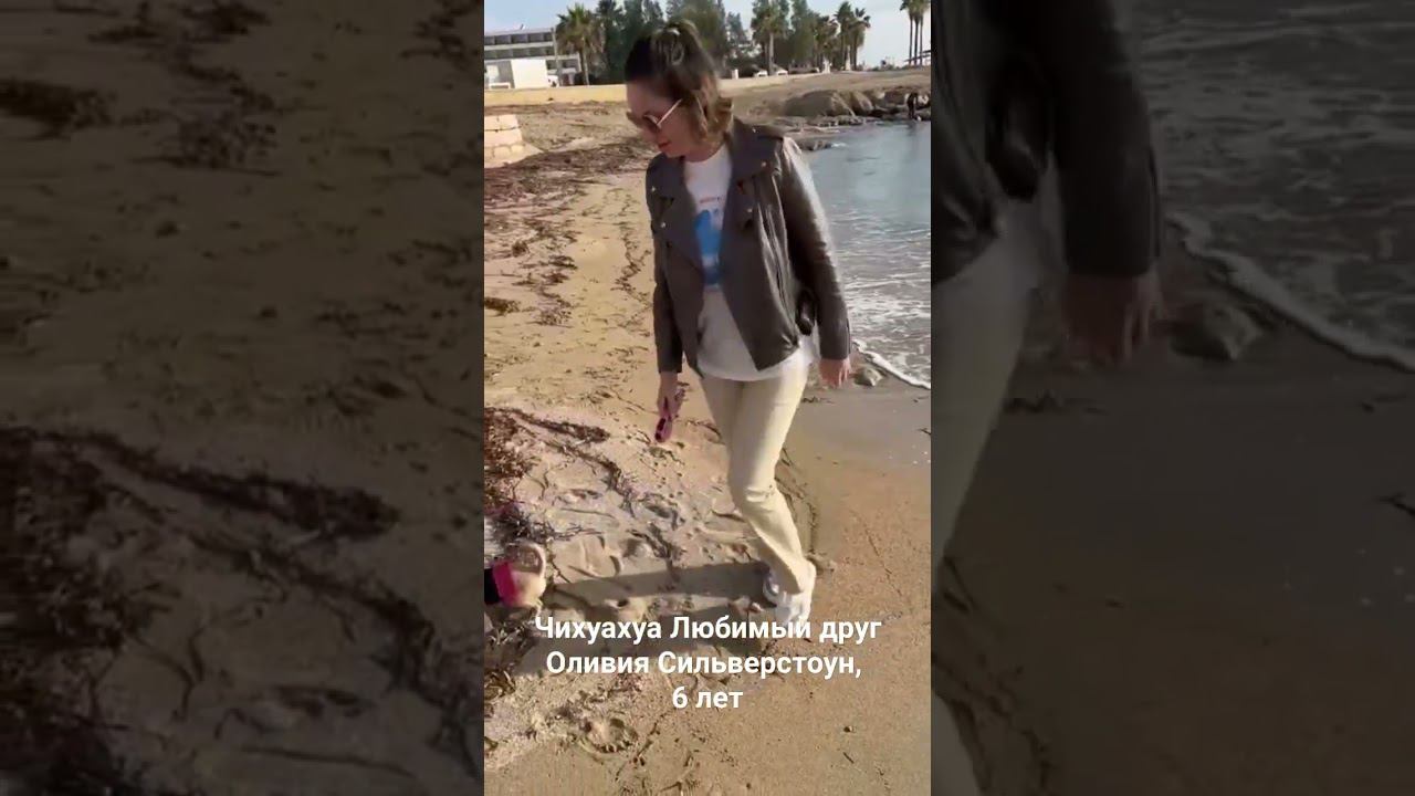 Чихуахуа Любимый друг Оливия Сильверстоун