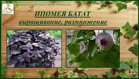 Ипомея батат выращивание, размножение, шикарная и неприхотливая красотка