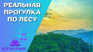 Настоящая прогулка по лесу. Звуки шагов в лесу и пение птиц