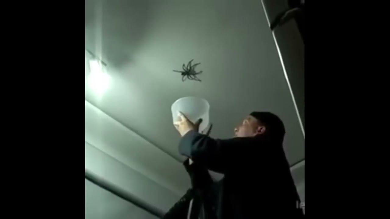 Нашествие пауков. Подборка