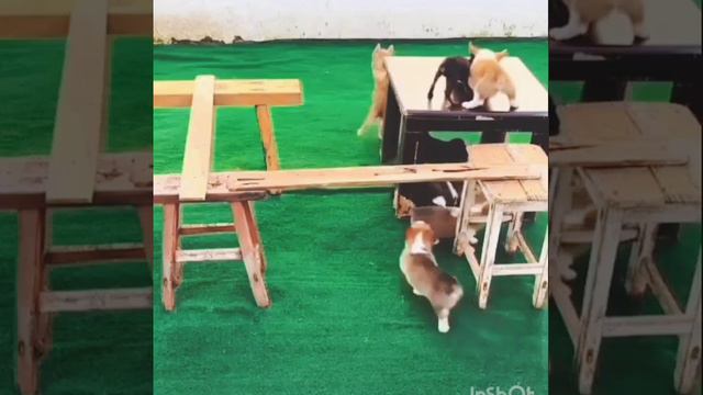 Щенячьи бега! Щенячий паркур! Кто первей?!