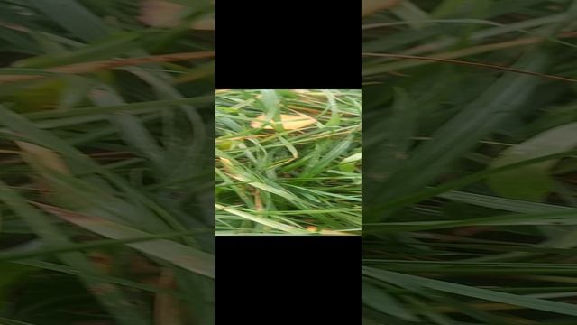 ❗Грибы в городе❗Навозник белый❗ #shorts #short #video #shortsvideo #fun #funny #nature #грибы #курск