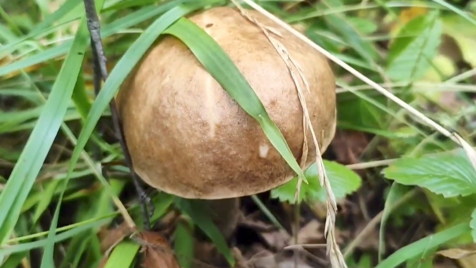 По следам дождя...