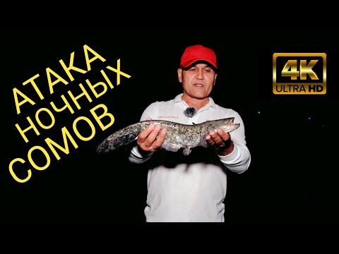 Неугомонные сомята на озере  " Кара - Кир ". ( Restless catfish on the lake "Kara-Kir" )