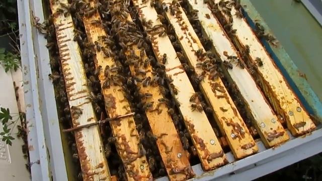 пчелы показали, что им не нужно летом, открытое сетчатое дно в жаркую погоду - часть 6