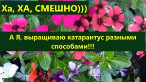 Ха-Ха... смешно))) Катарантус в моем саду. Как выращиваю и сохраняю все секреты в моих видео.