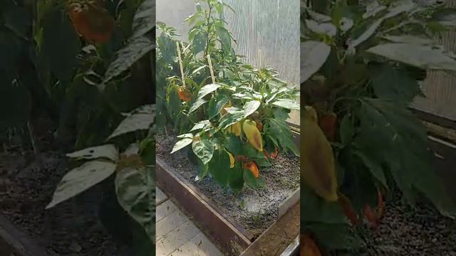 Как избавиться от муравьёв на дачном участке