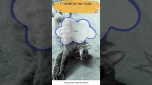 Кошечки и Шуточки! (23)