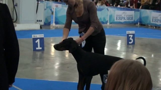 Евразия 2019 2-й день 24 февраля-1