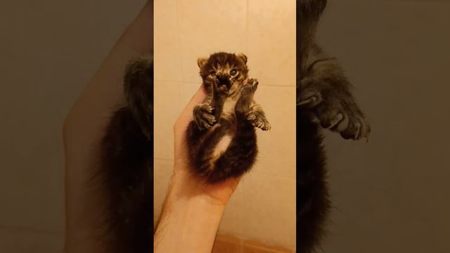 🐈🐈_⬛❤️❤️❤️