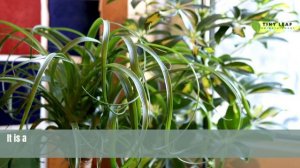 Ponytail Palm Plant | Beaucarnea Recurvata | Nolina Recurvata