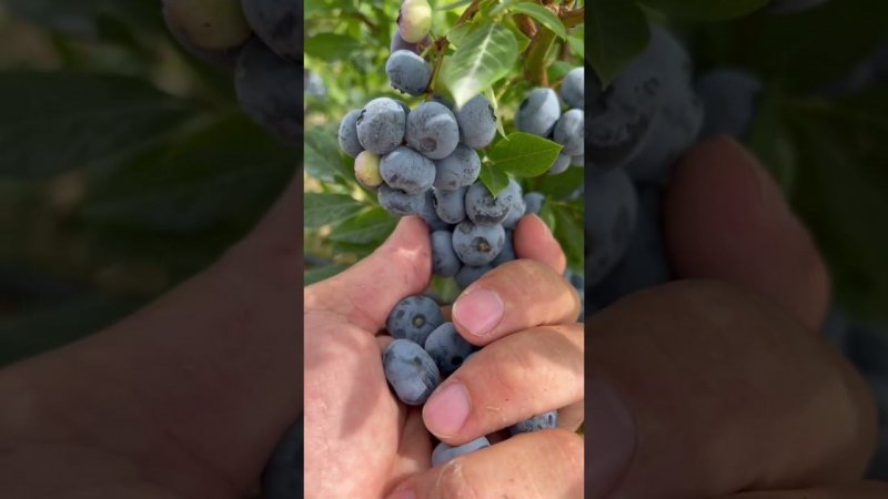 Голубика Huron. #голубика #blueberry
