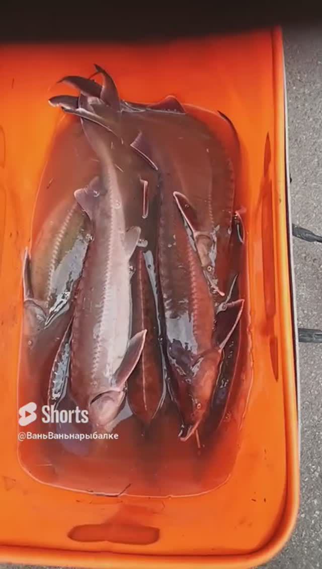Стерлядь в Челябинской области