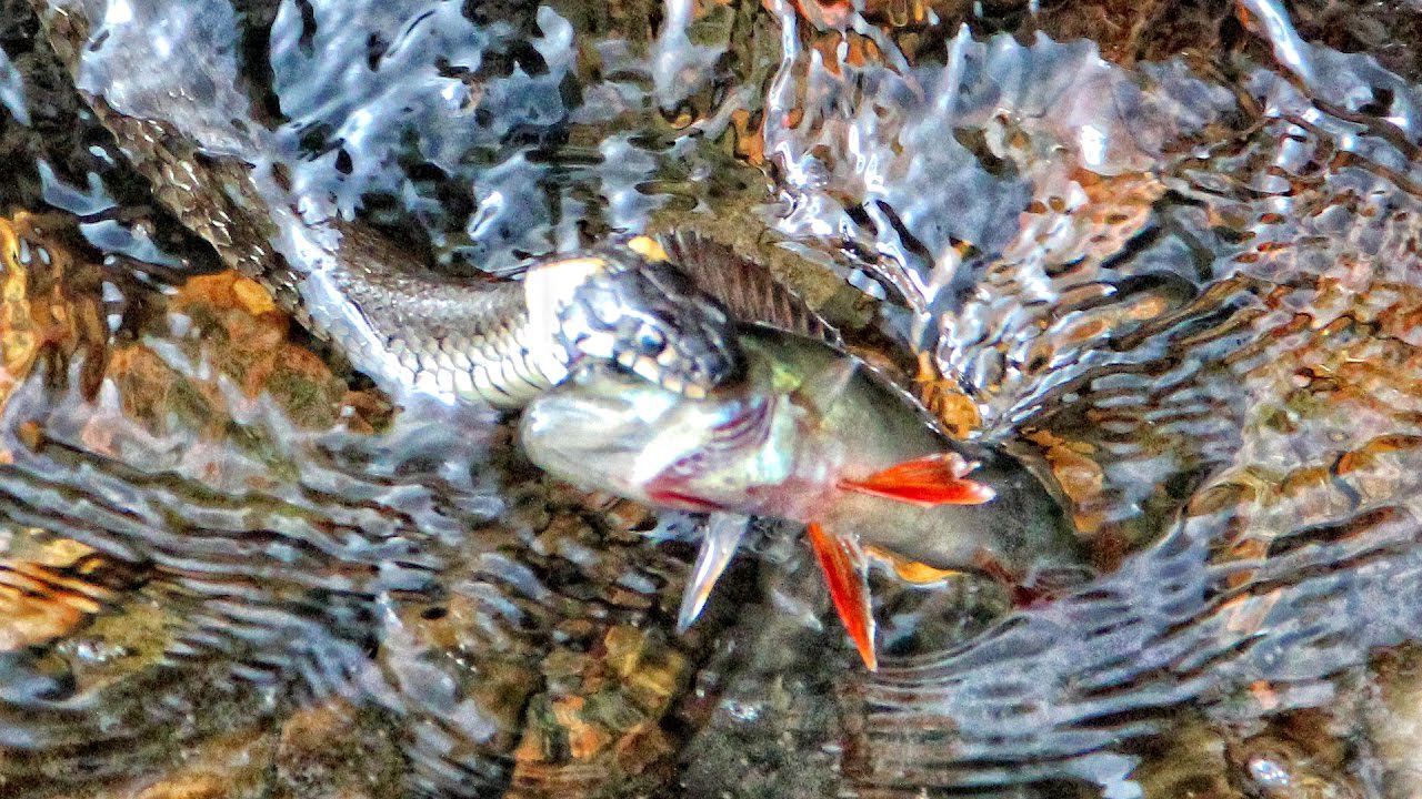 Дикая природа Вуоксы