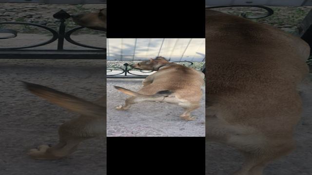 Мои охранники